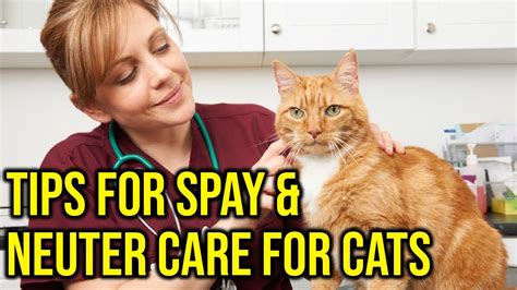 5 Tips Cared Canine Cat - Volunteer Hub