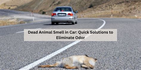 Dead Animal Smell in Car Removal Tips - Volunteer Hub